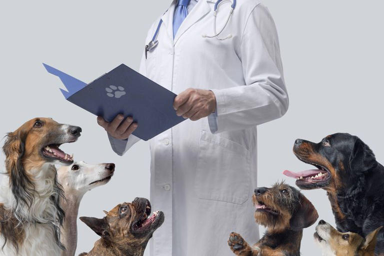 Five popular dog breeds are most expensive for owners to care for, vet ...