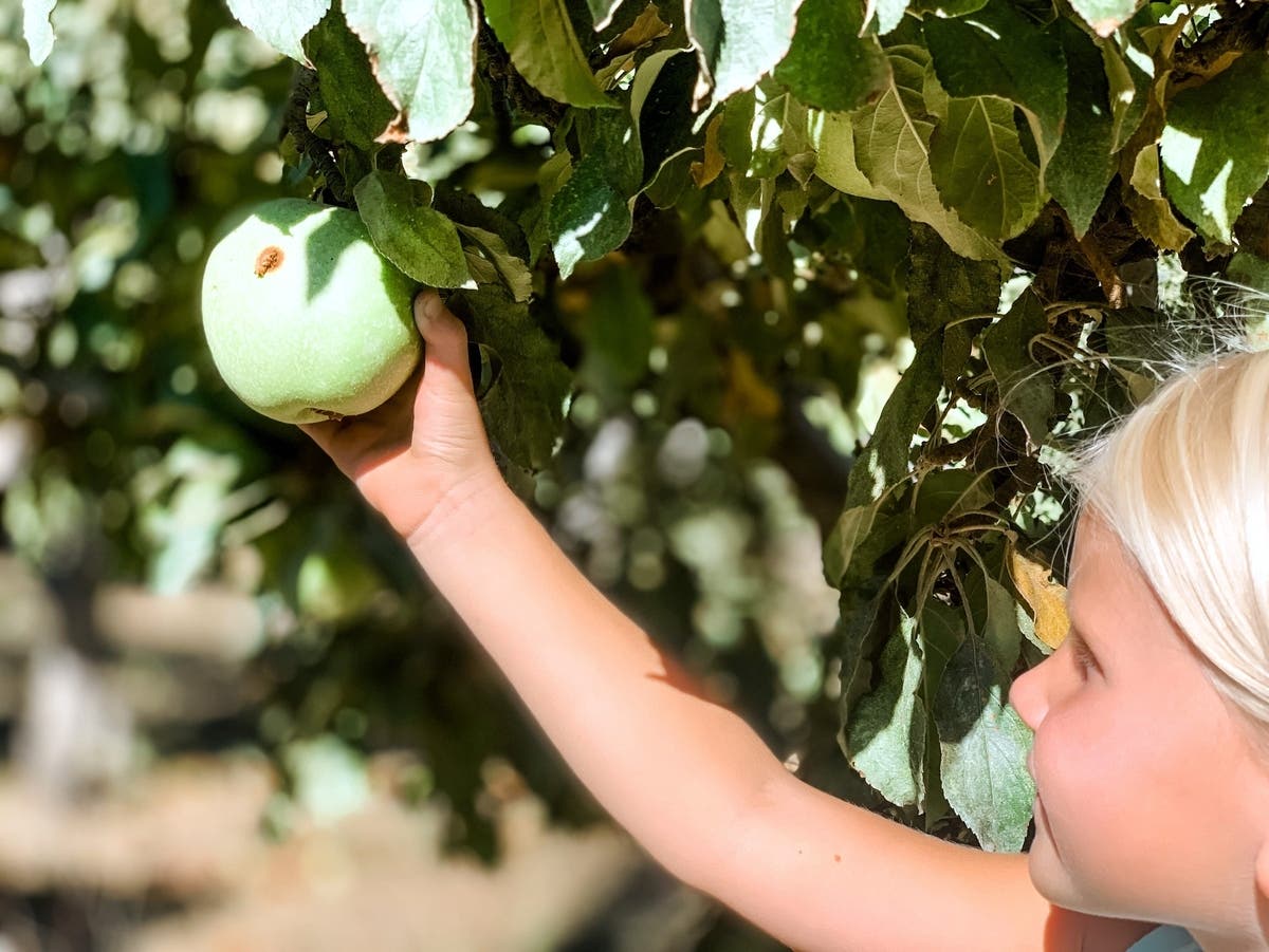 Where To Pick Apples Around Basking Ridge: 2025 Guide