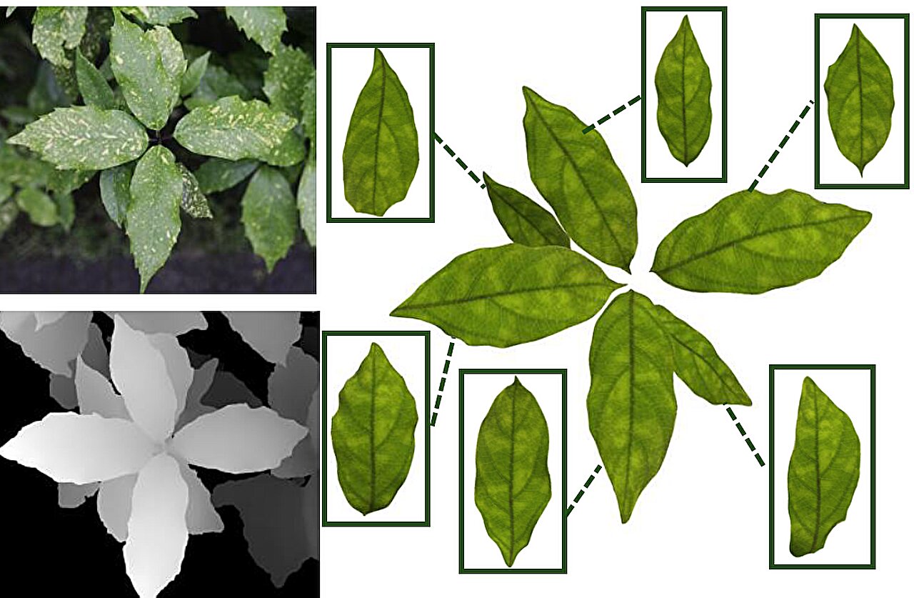 Computer graphics model captures the diverse world of plant leaves