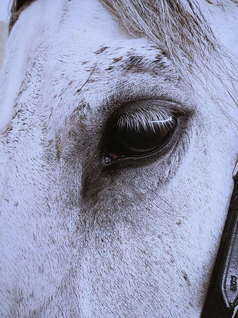 13 Fascinating Horse Facts Animal Lovers Should Know