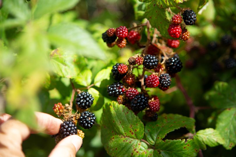 BBC expert sparks alert as people 'face £300 fine for picking blackberries'