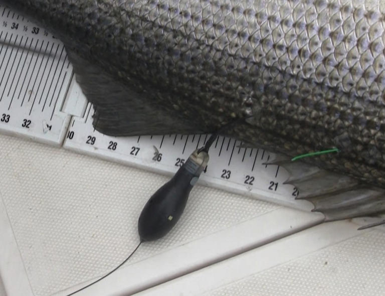 She went where? Striped bass migration secret revealed