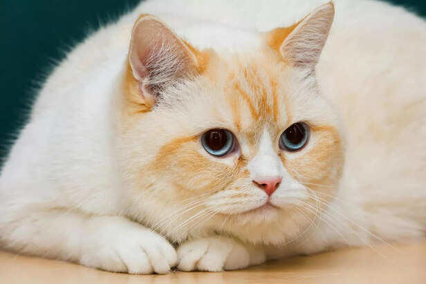 8 Wild Secrets White Cats Have Been Hiding from Humans