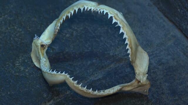 Scientists Say Sharks are Losing Teeth and That's Not Good