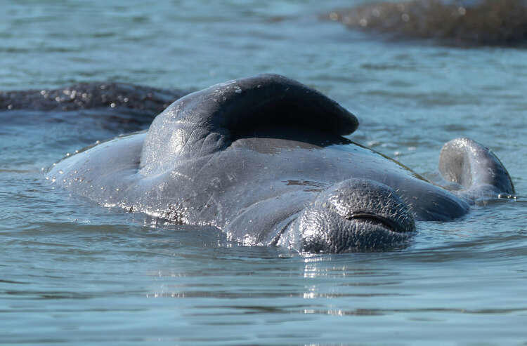 Manatee sighting and other unusual sea creatures that turn up on the ...