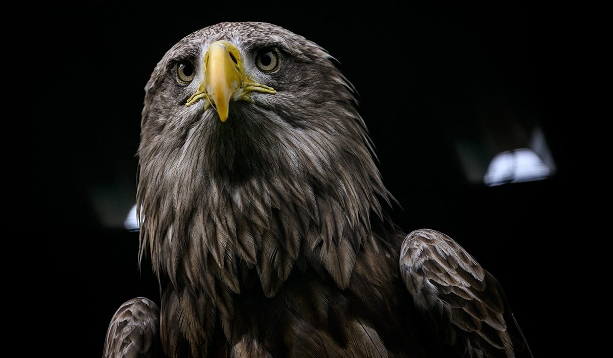 Rare eagle born in Waterford for first time in over 150 years