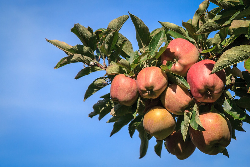 Orchard Robotics, an agtech startup using AI to solve farming’s data ...