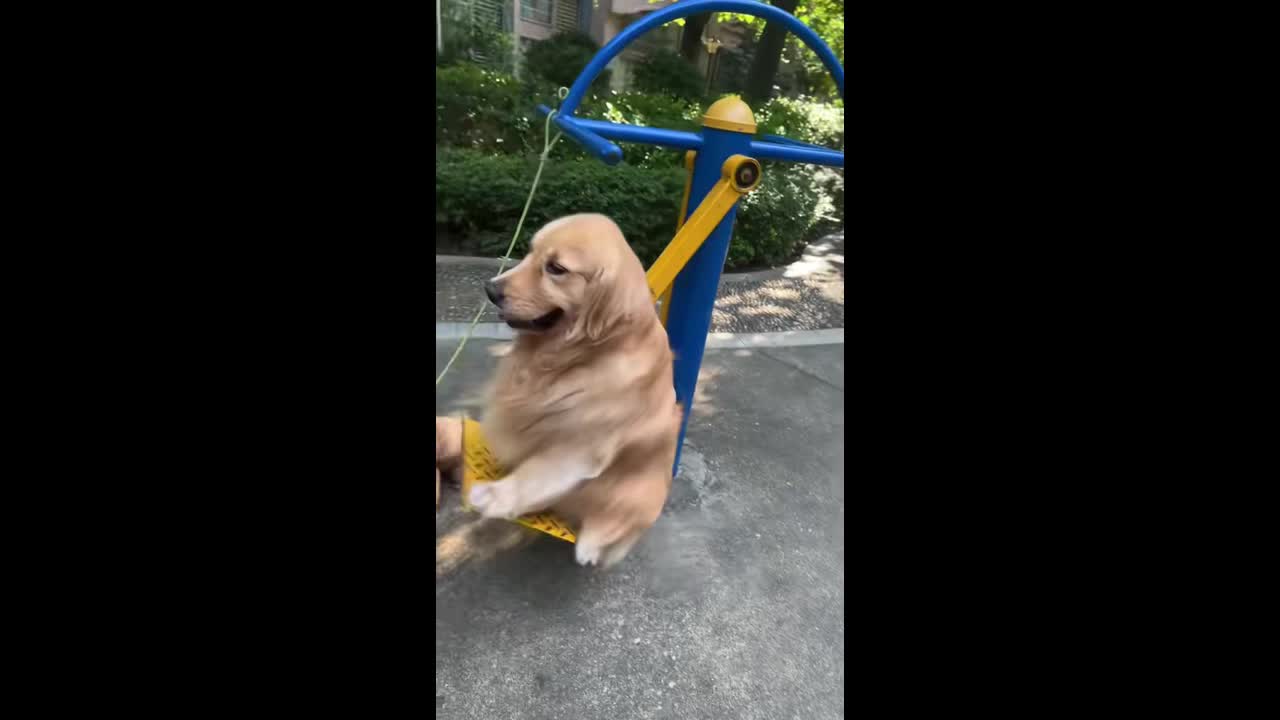 Golden Retriever enjoys swing while poodle watches in Guangxi, China