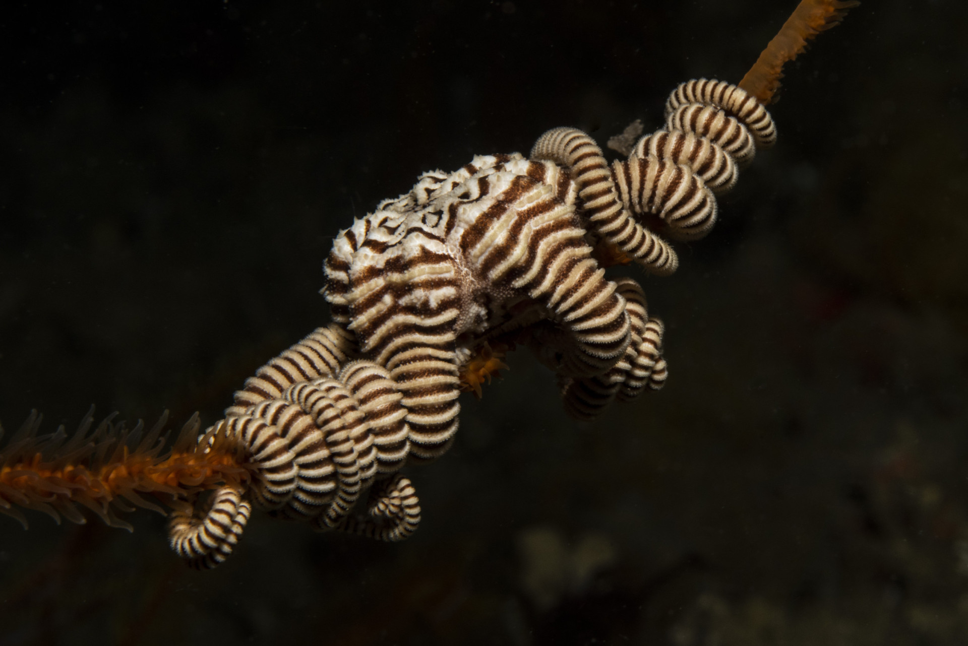 Scientists discover life in the deep seafloor