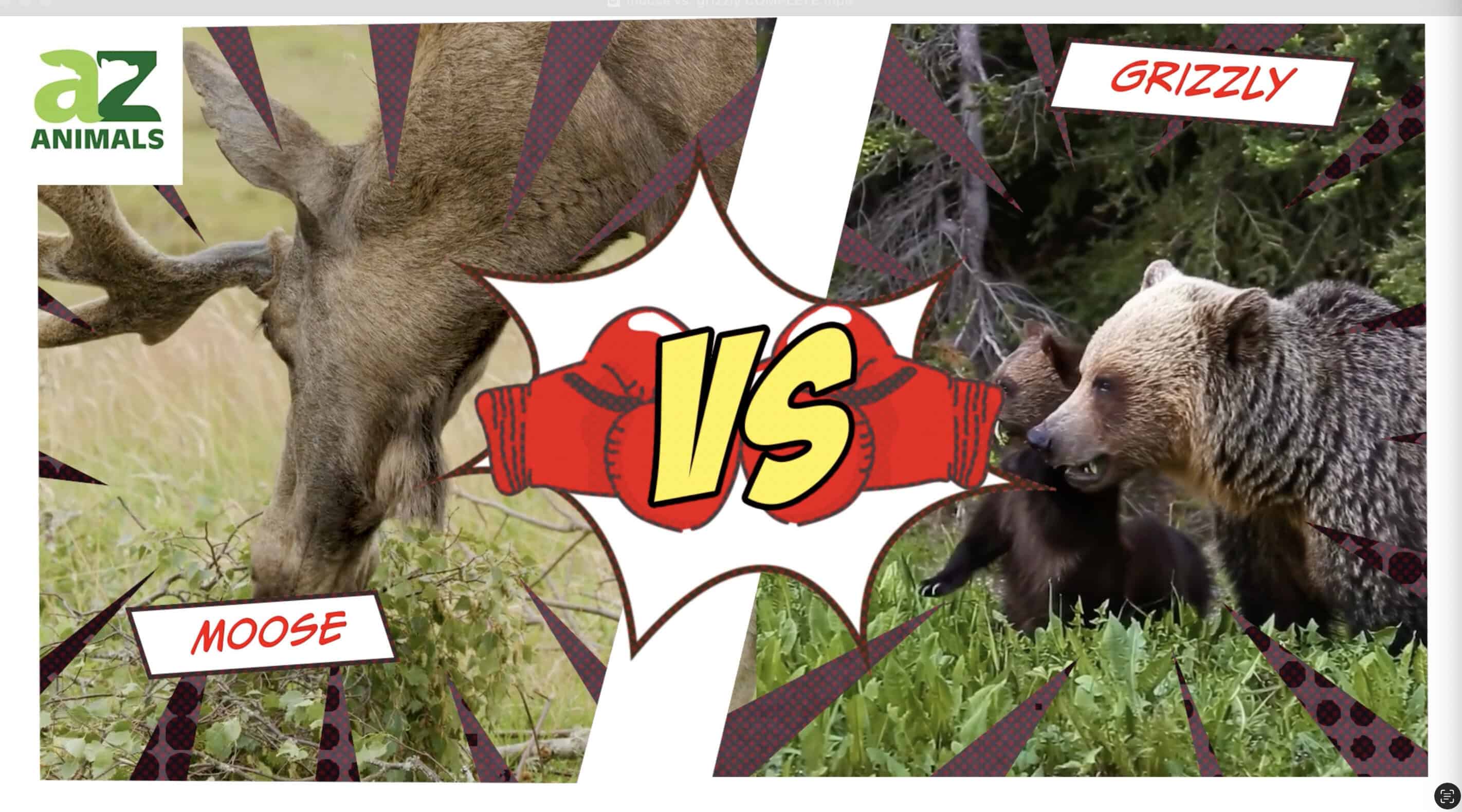 Moose vs. Grizzly Bear: When Antler Meets Claw