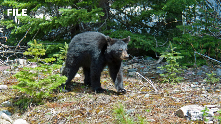 Arkansas bear attack: Tests underway for rabies, other diseases