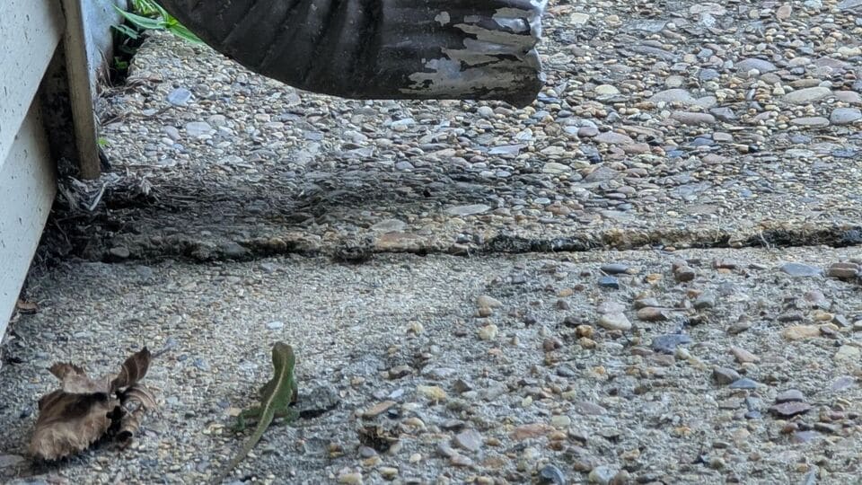 Optical illusion: This challenge left users on Reddit confused, can you ...