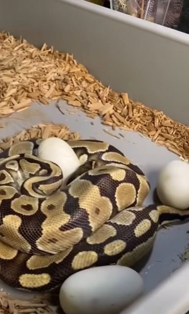 We need to solve a Snake Mystery!