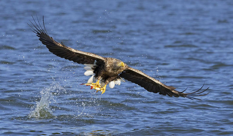 Rare eagle born in Waterford for first time in over 150 years
