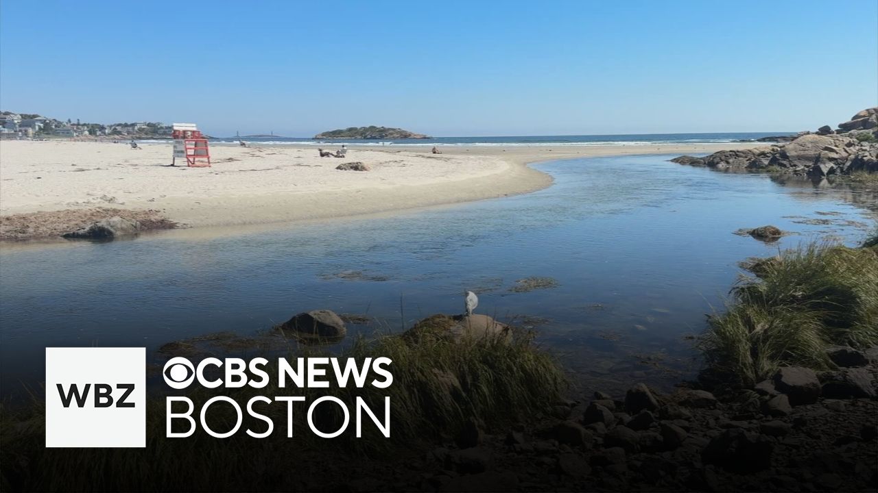 What's causing the rotten stench on East Gloucester beaches? Invasive ...