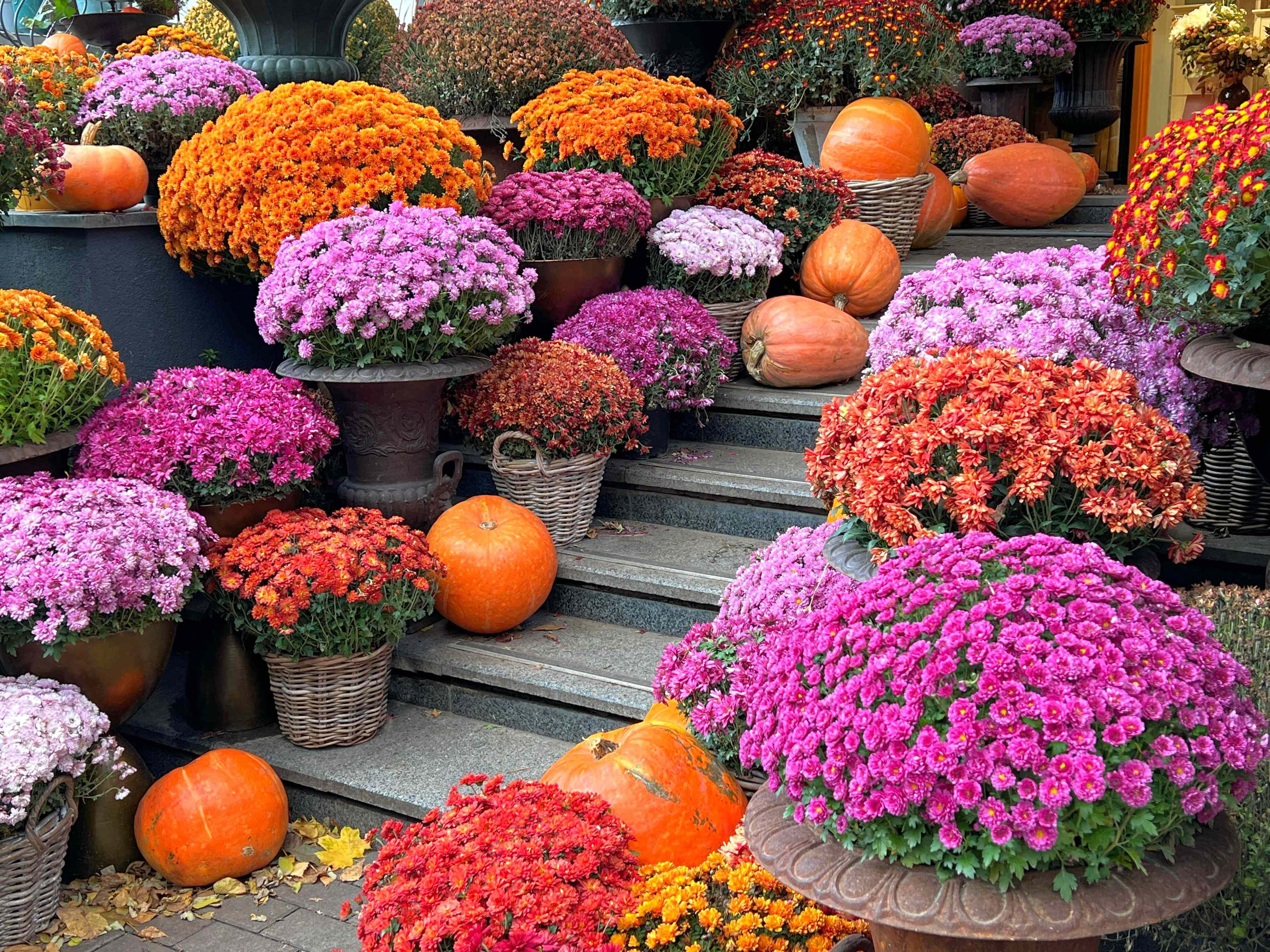 The Best Time to Plant Mums in Containers for Endless Fall Color