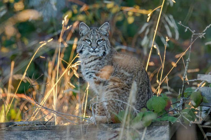 What To Do If You Encounter A Bobcat While Hiking