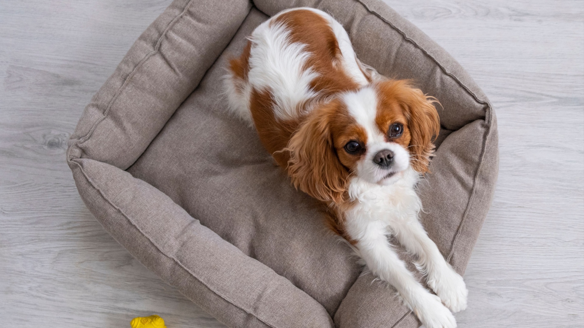 11 Breeds That Make Great Apartment Dogs