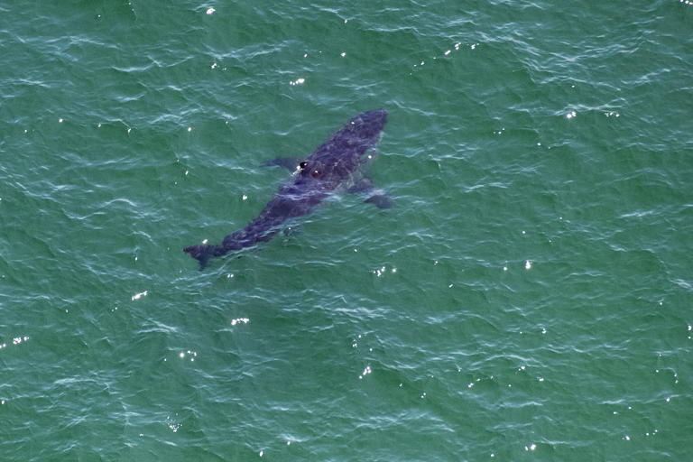National Park Service reminds Cape Cod beachgoers to remain shark smart ...