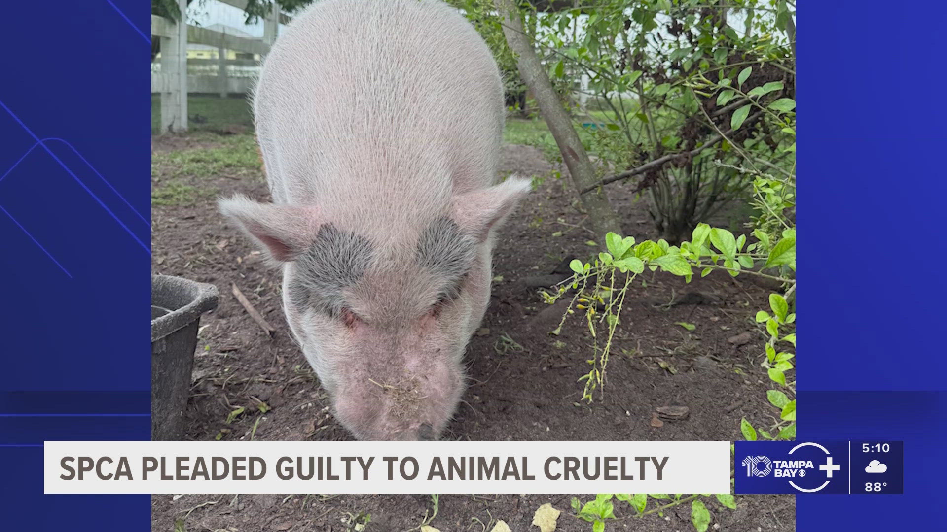 SPCA pleaded guilty to animal cruelty after 'Waddles' the pig was found ...