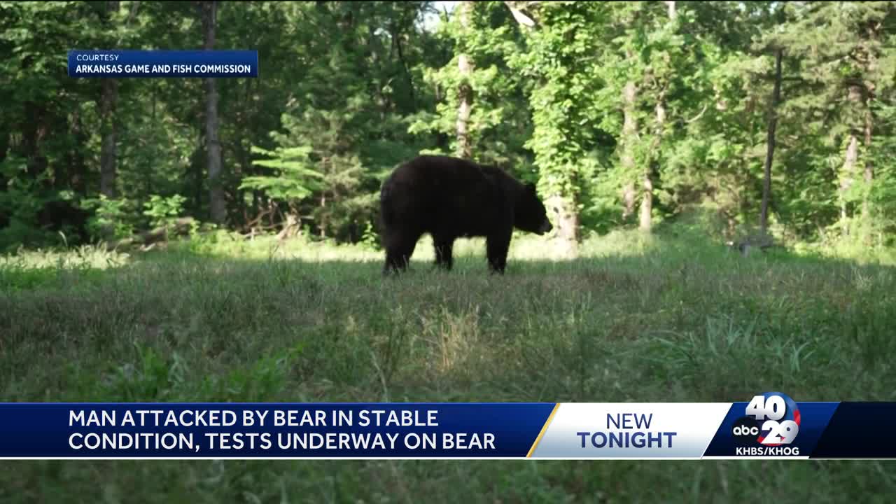 Arkansas bear attack: Tests underway for rabies, other diseases