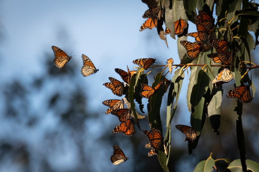Californians encouraged to report monarch butterfly sightings for ...