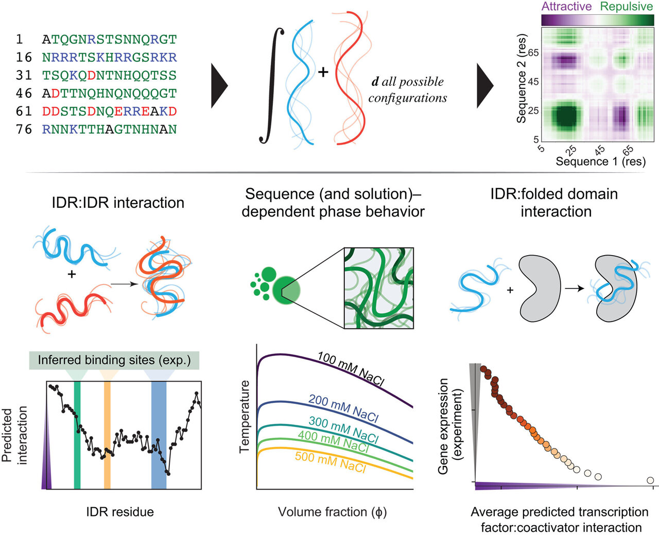 Open-source computational tool sheds light on 'wiggly' proteins