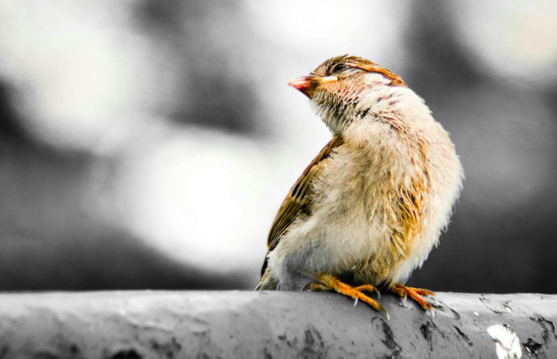 The Reasons Why Birds Puff Up Their Feathers