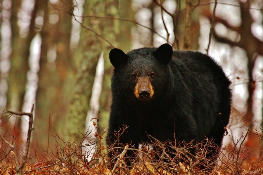 Vermont biologists: more bears than usual in the state