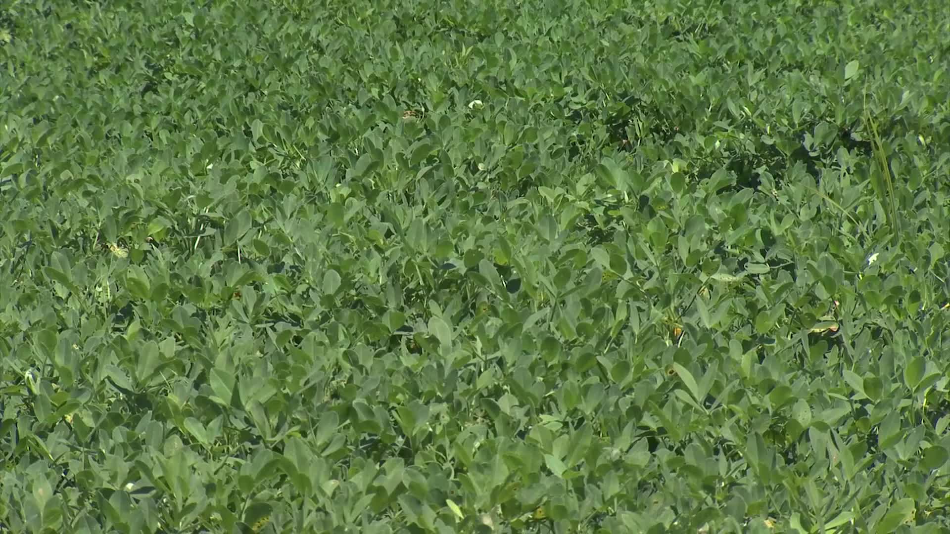 Baldwin County farmers almost ready to start digging peanuts