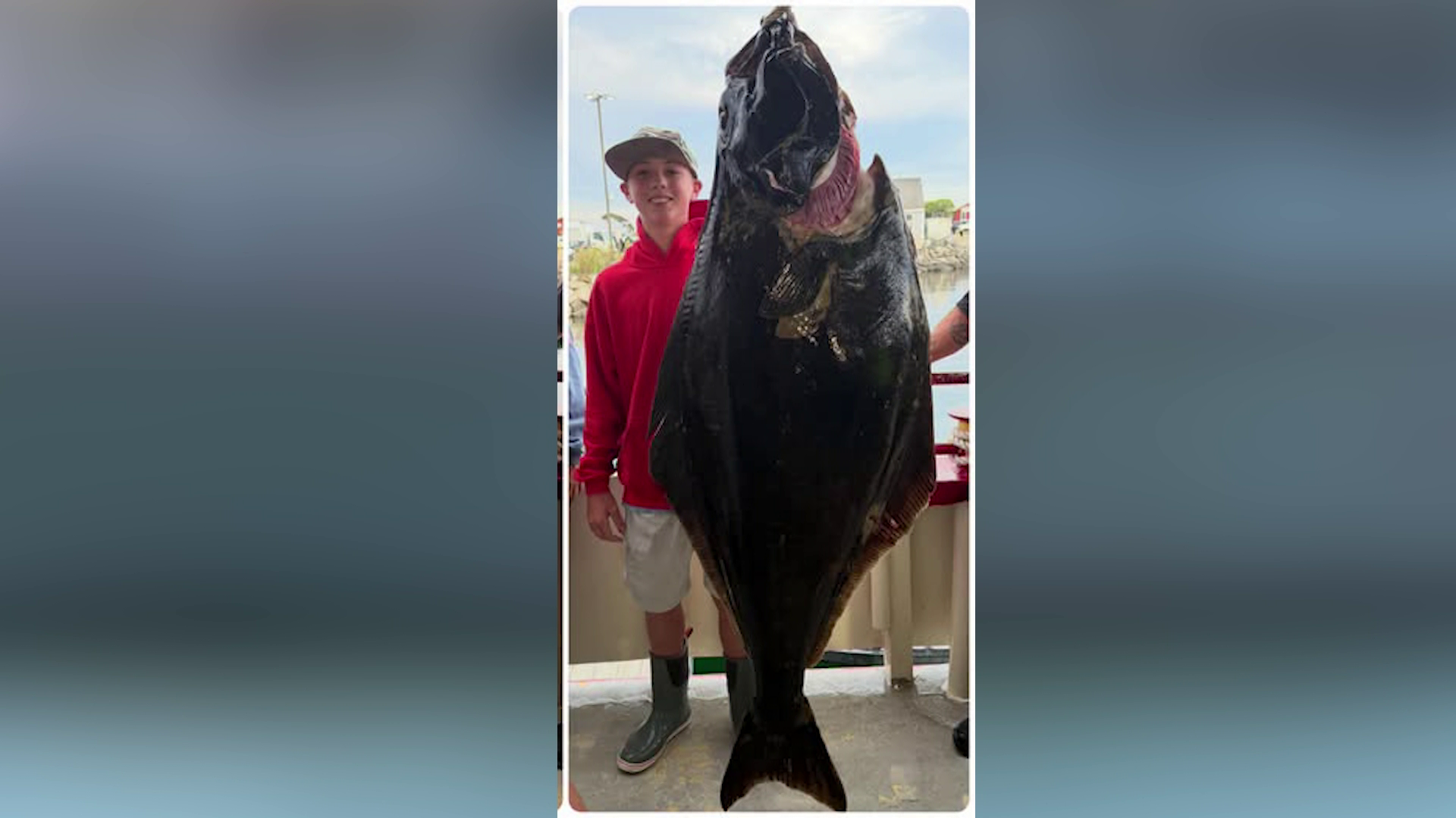 What a catch! 13-year-old's huge halibut could set a new record
