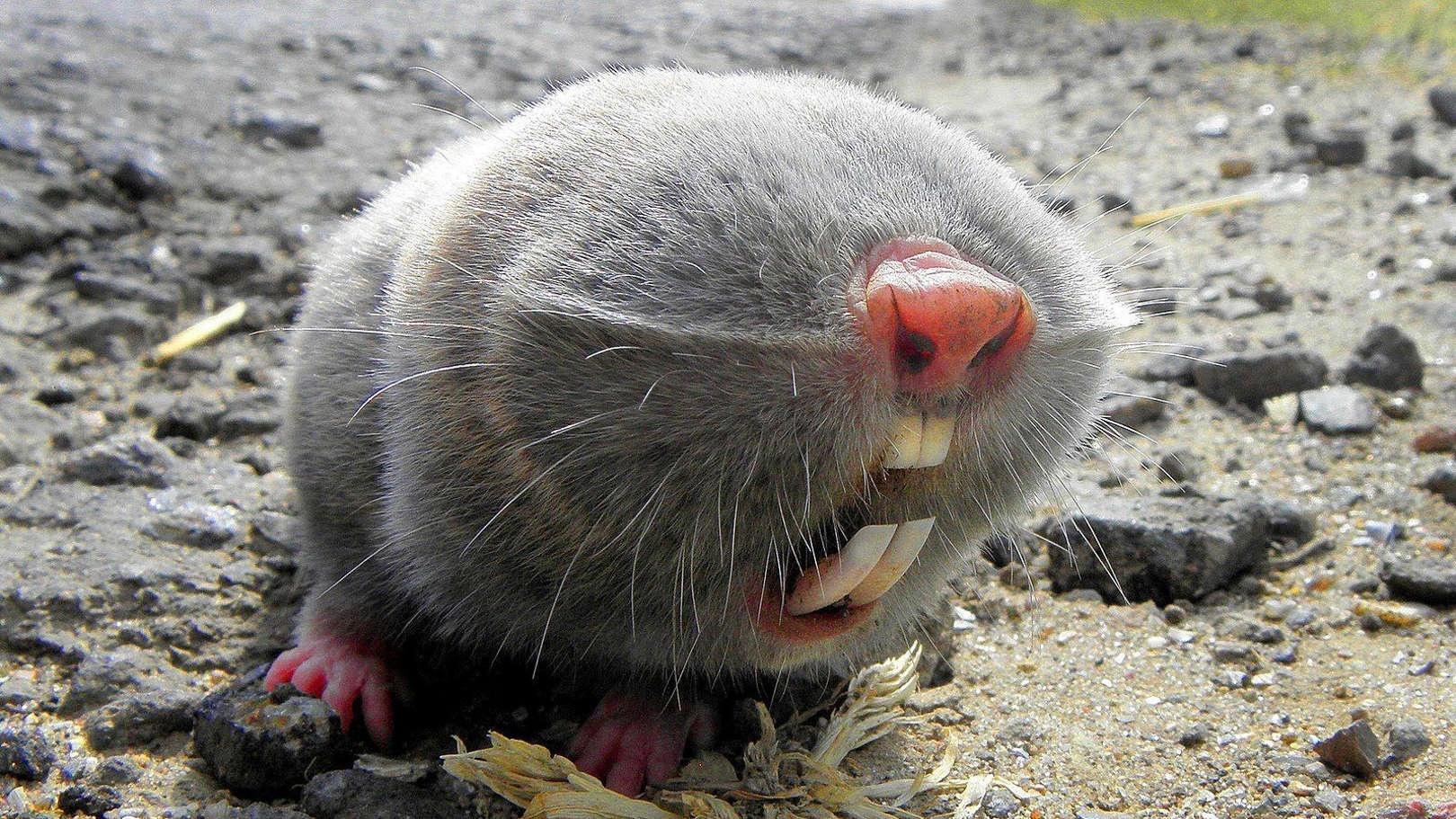 Tout ce qu’il faut savoir sur les rats-taupes aveugles