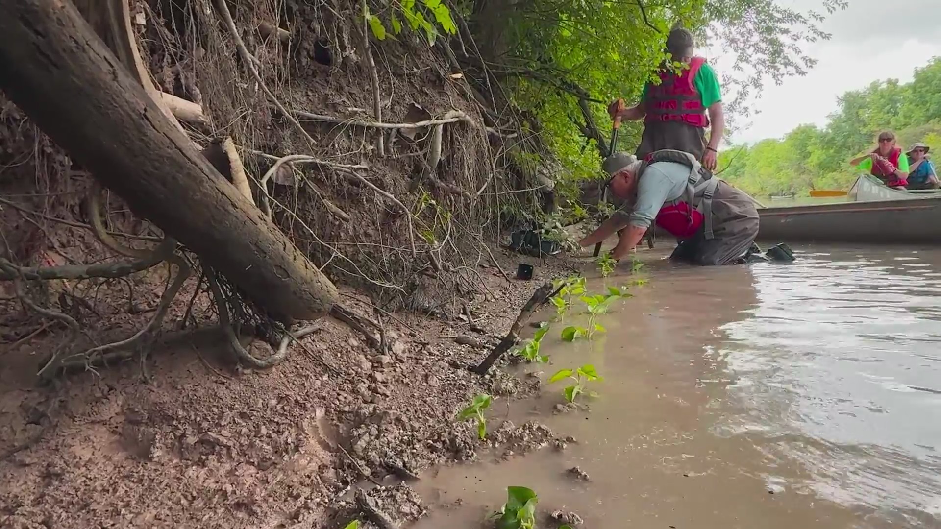 Chicago River revival: Paddle and Plant's mission to restore the banks