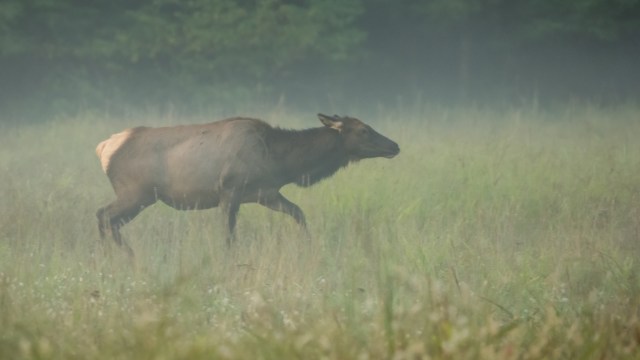Tourist sparks outrage after being caught on video terrorizing wildlife ...