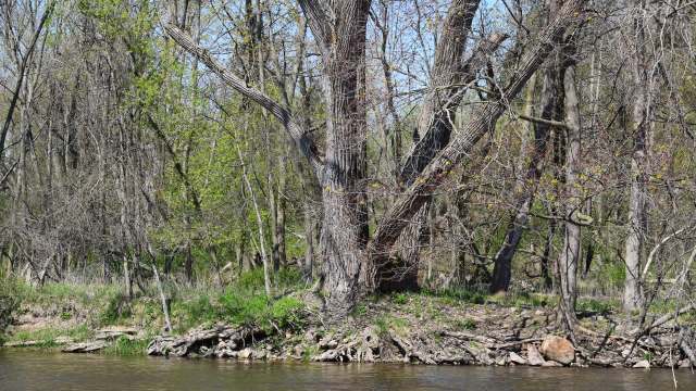 Researchers celebrate surprising return of tiny, beautiful creature ...