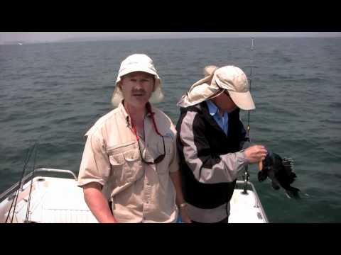 Jigging for Sea Bass with a Bonus Blue Fish