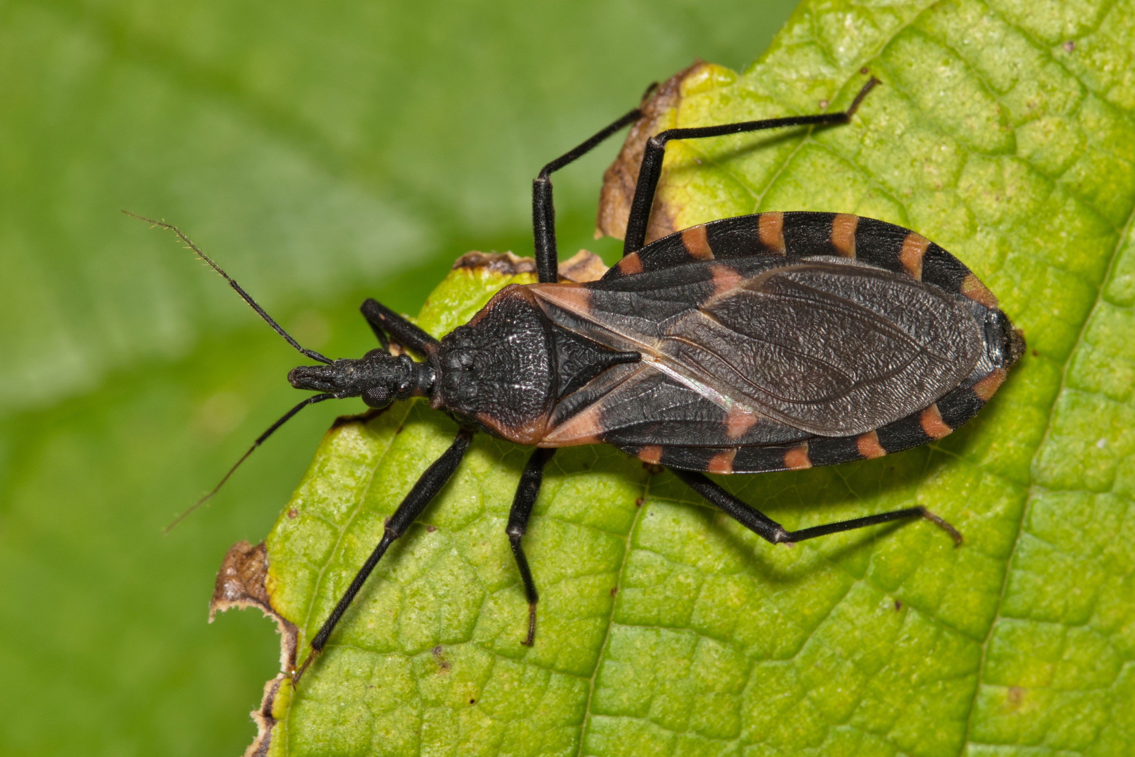 Chagas disease, a deadly infection caused by ‘kissing bugs,’ may have ...