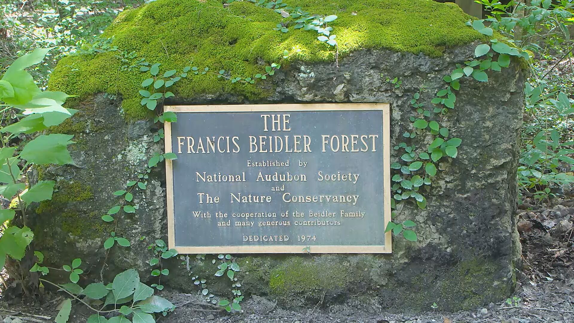 Santee Cooper, Audubon Society agree on the Beidler Forest project