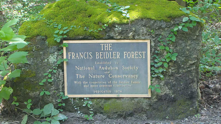 Santee Cooper, Audubon Society agree on the Beidler Forest project