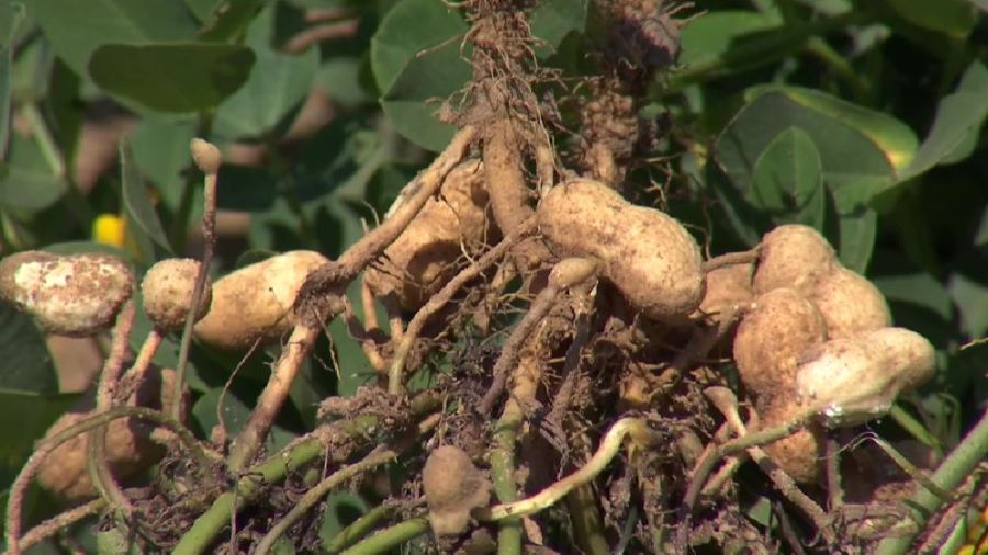 Baldwin County farmers almost ready to start digging peanuts