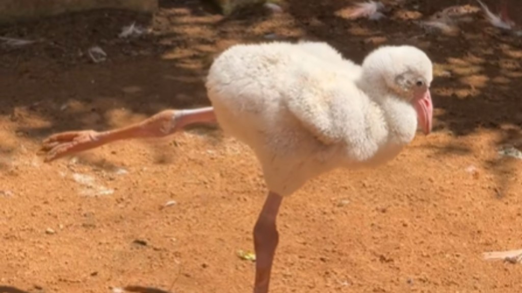 Cuteness Compilation: Baby Flamingo Antics Are Guaranteed To Brighten ...