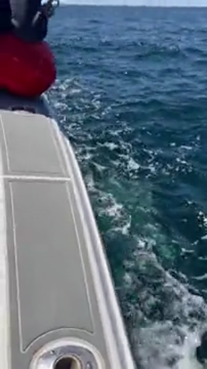 Tiger shark Hannah tagged by OCEARCH