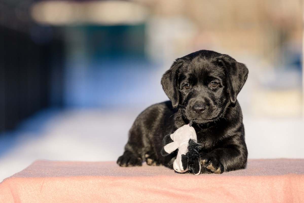 Black Labrador Puppy's Transformation From 2 Months to a Year Is ...