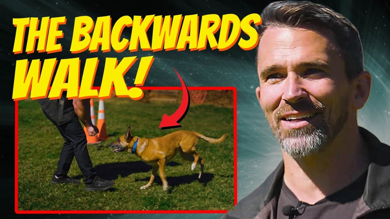 Watch How Dogs Learn to Walk Backwards Effortlessly