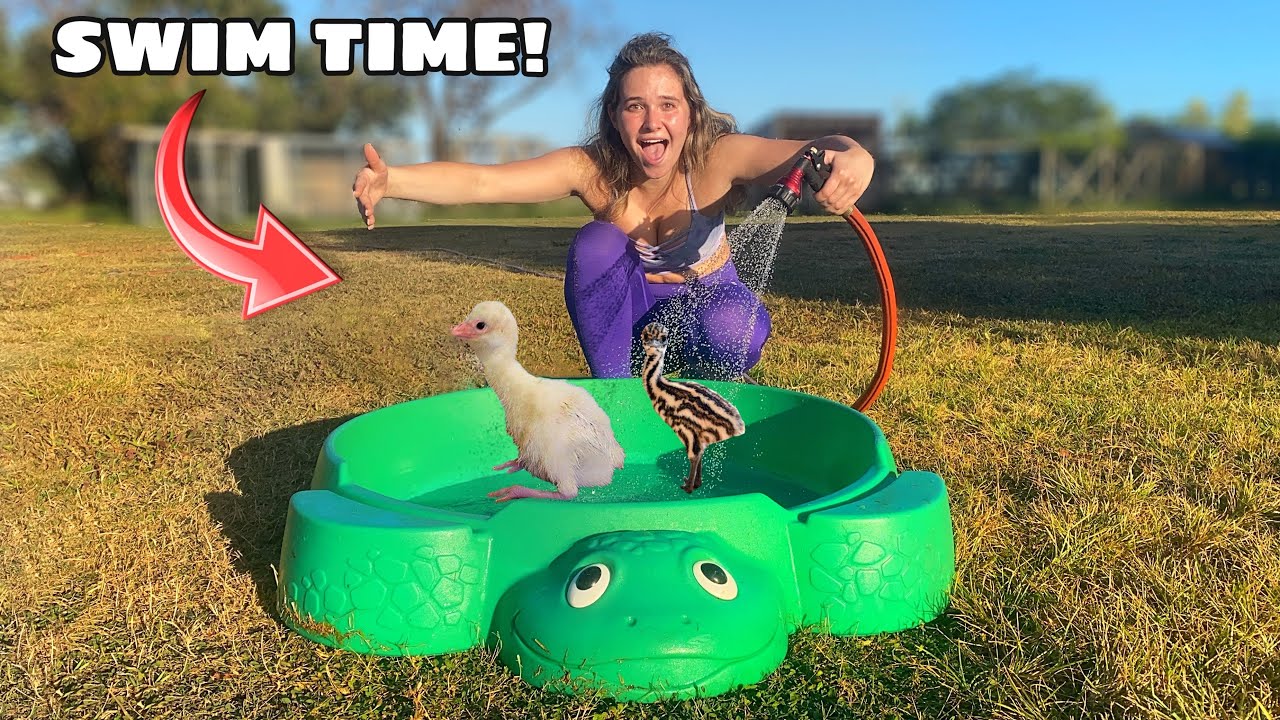Adorable baby emus take their first dip in the water
