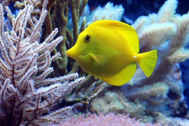 5 Vibrant Yellow Fish That Brighten Up Your Aquarium