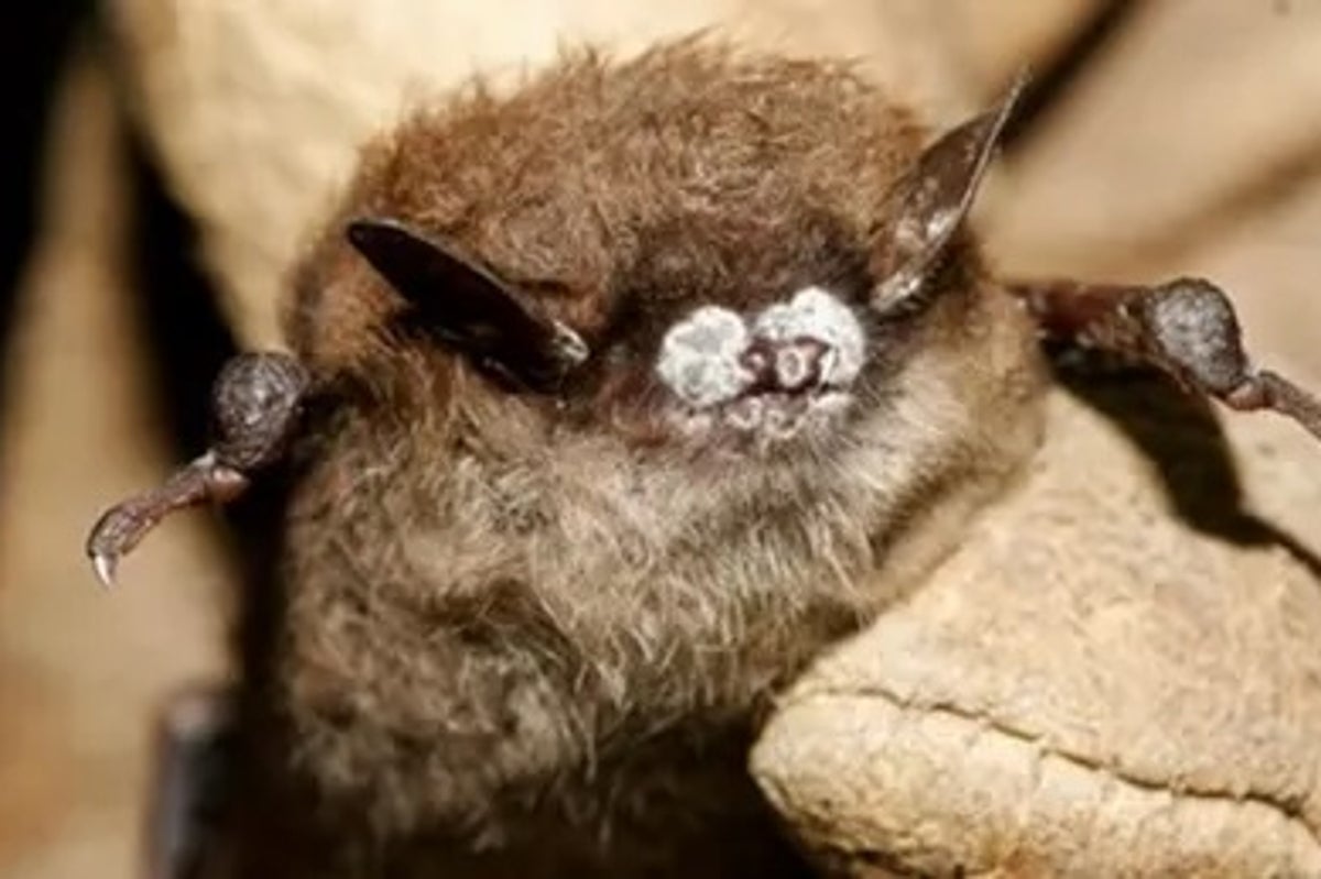 Fungus-encrusted bats are spreading deadly disease – and humans can ...