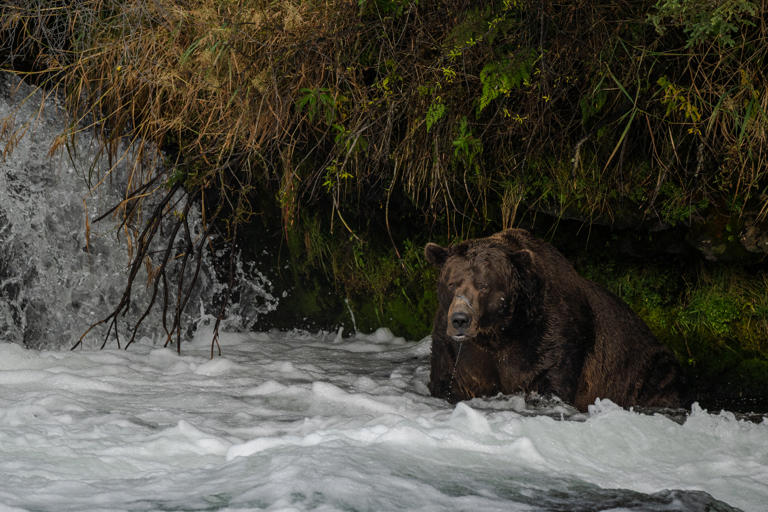 Fat Bear Week is coming. Prepare to binge on bear cams.