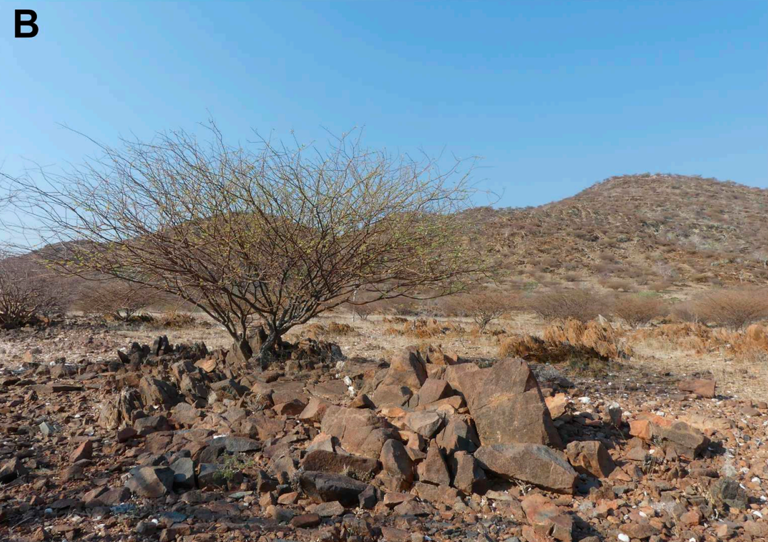 ‘Thick-toed' creature found ‘hiding in crevices' in Angola. It's a new ...