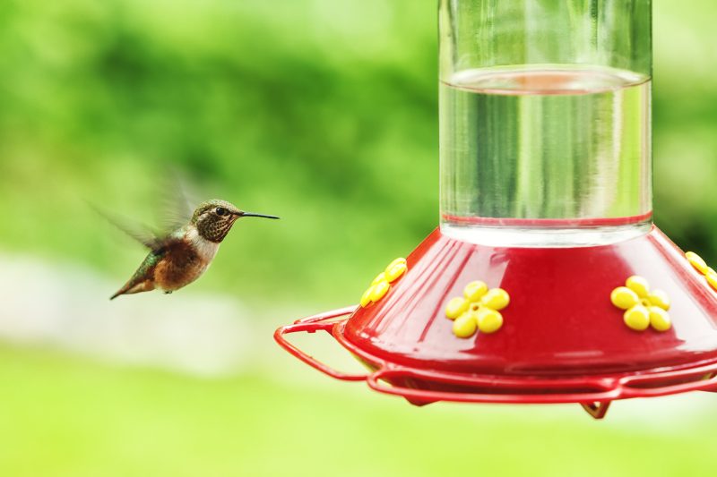 Discover hummingbirds’ fall migration in this free program